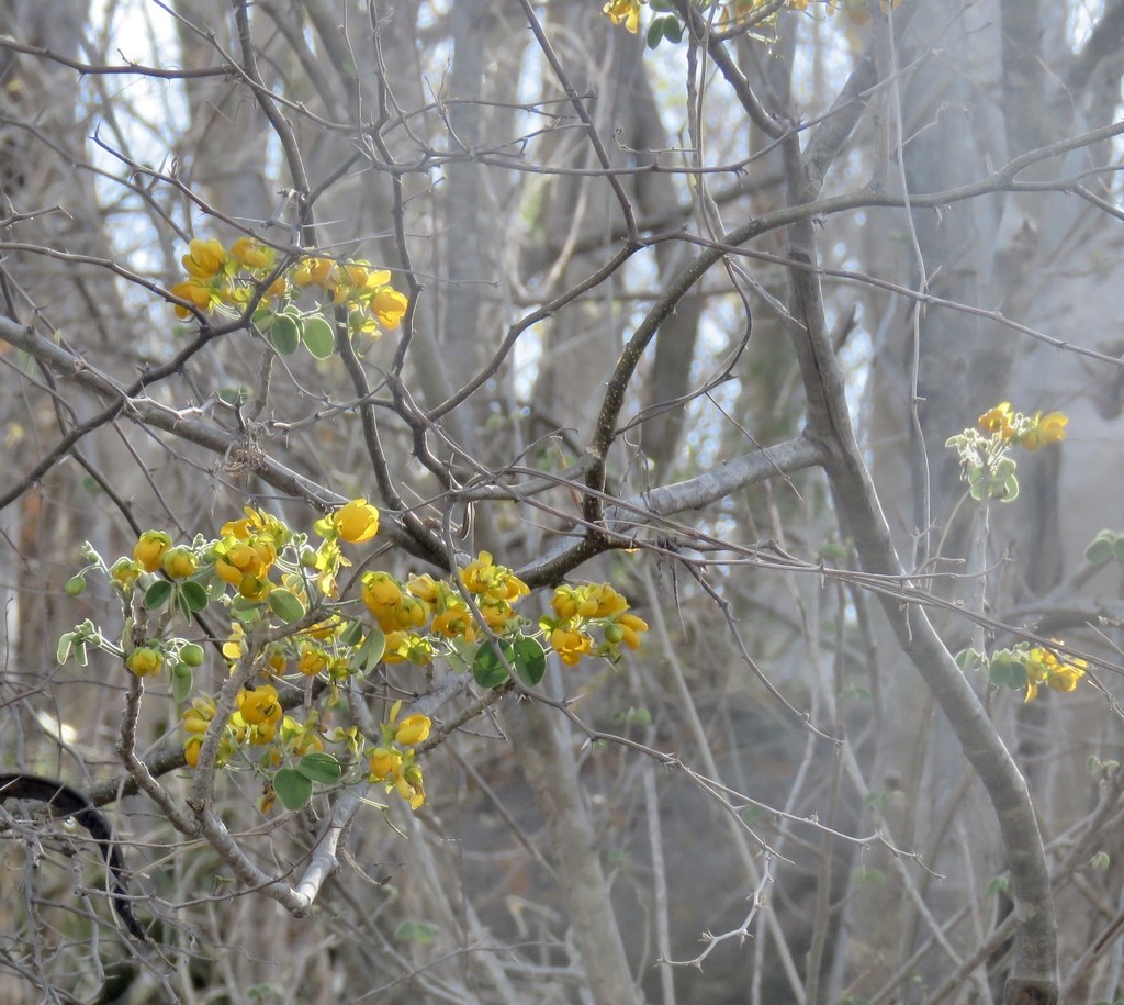 Senna atomaria 照顧，種植，繁殖，開花時間 - PictureThis
