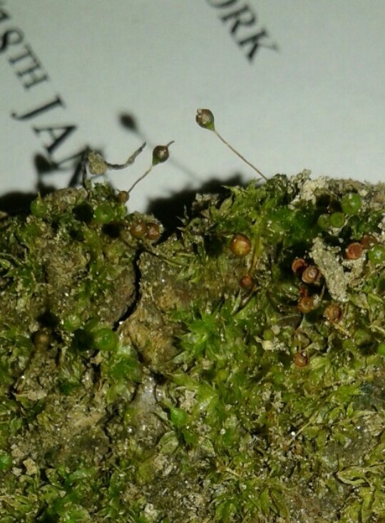 Physcomitrium - PictureThis