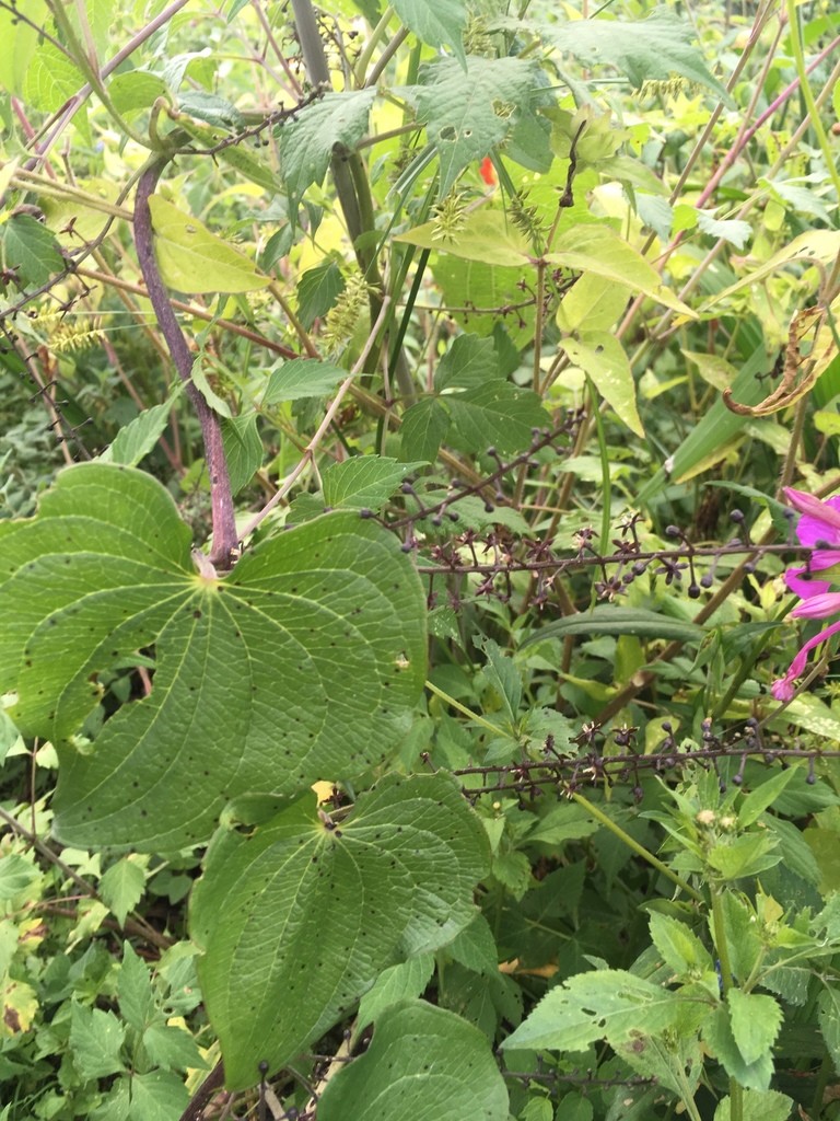 Dioscorea Flower, Leaf, Care, Uses - PictureThis