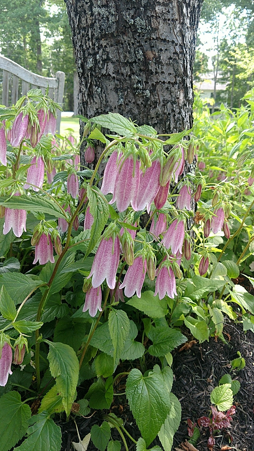 Bellflowers 'Elizabeth' (Campanula takesimana 'Elizabeth') Flower, Leaf ...