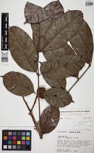 Protium gallicum - PictureThis