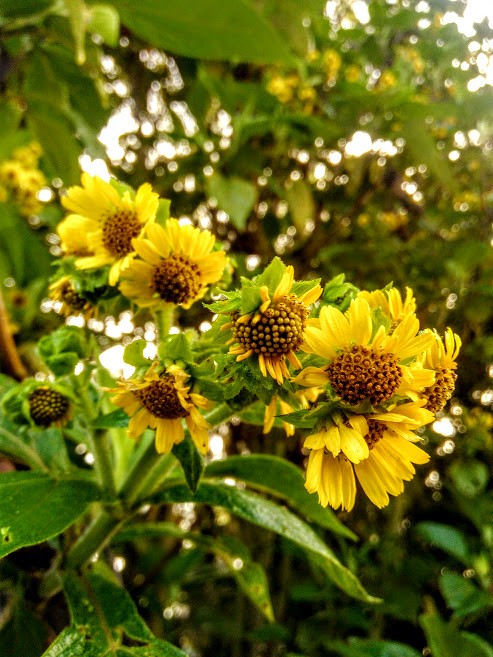 Smallanthus pyramidalis - PictureThis