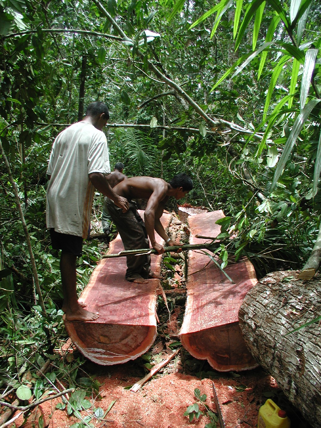 Balata (Manilkara bidentata) Flower, Leaf, Care, Uses - PictureThis
