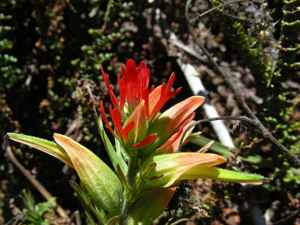 Castilleja fissifolia - PictureThis