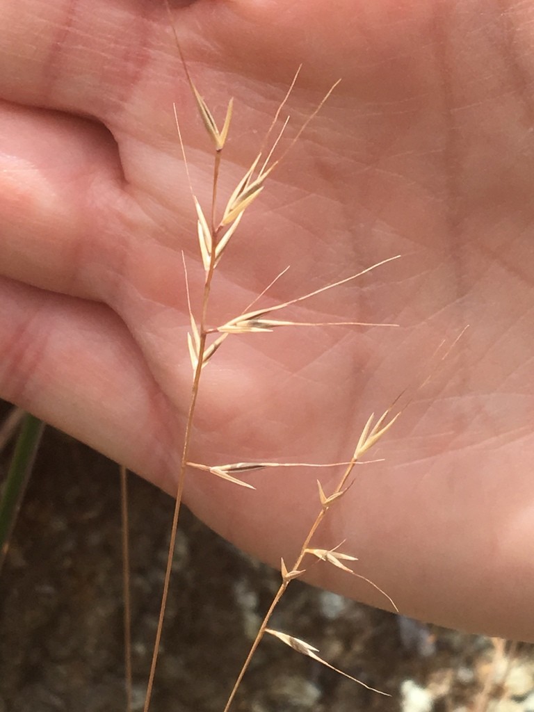 Vulpia microstachys 花言葉，毒性，よくある質問 - PictureThis