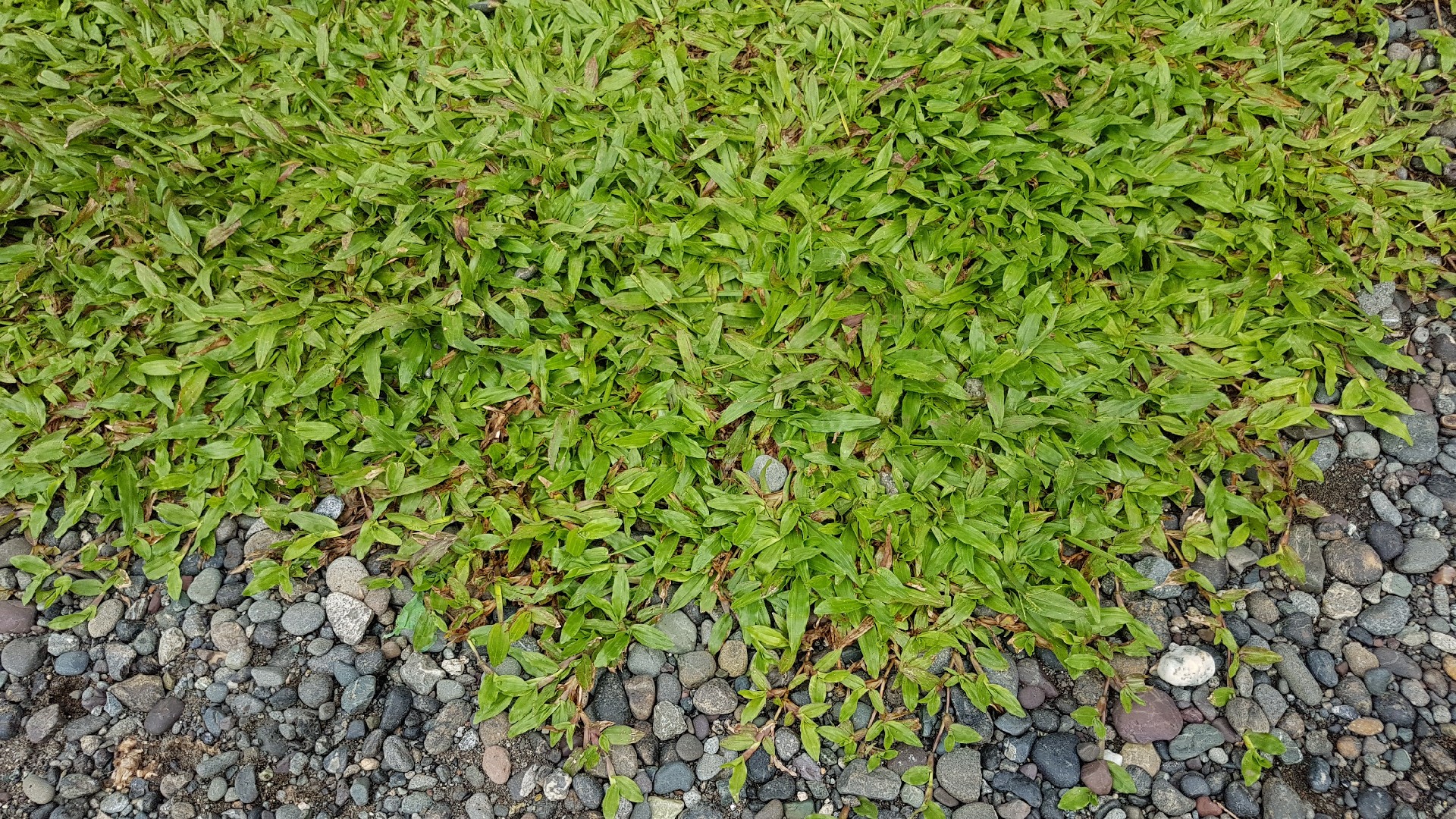 T-grass (Paspalum conjugatum) Flower, Leaf, Care, Uses - PictureThis