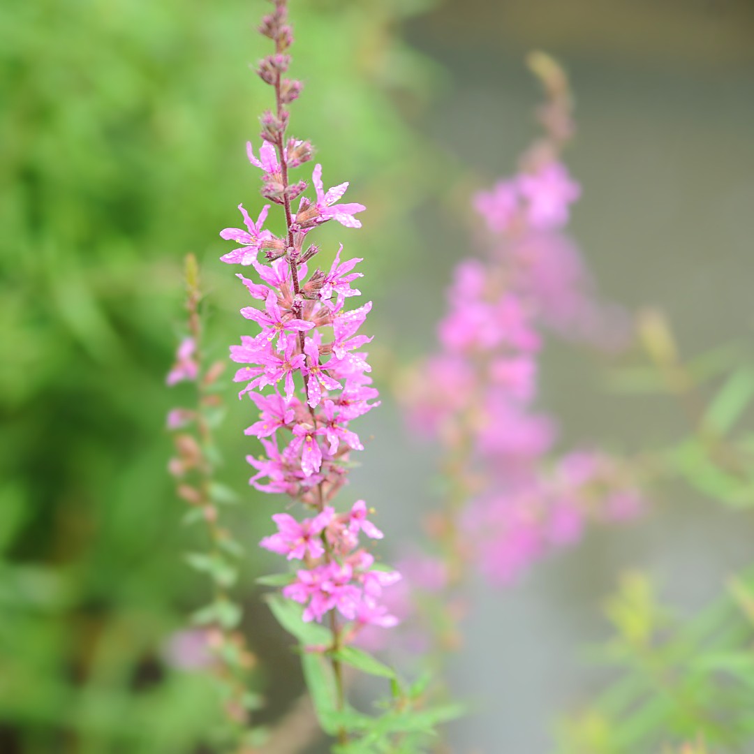 Purple loosestrife Care (Watering, Fertilize, Pruning, Propagation ...