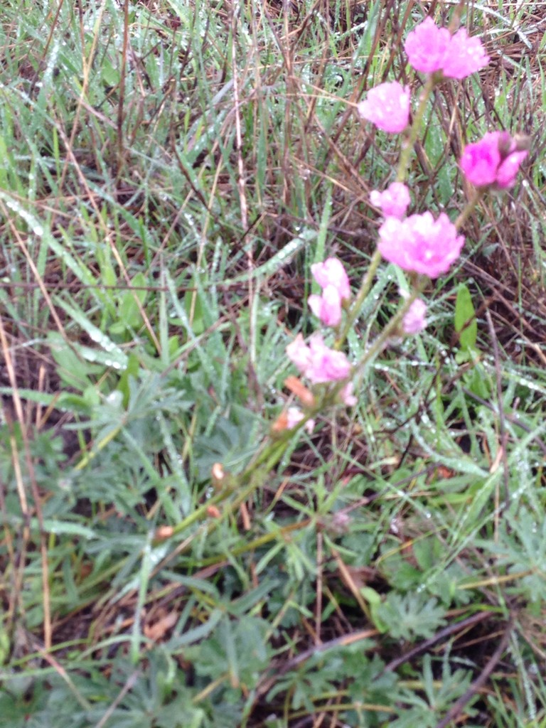 Sidalcea (Sidalcea) Flower, Leaf, Care, Uses - PictureThis