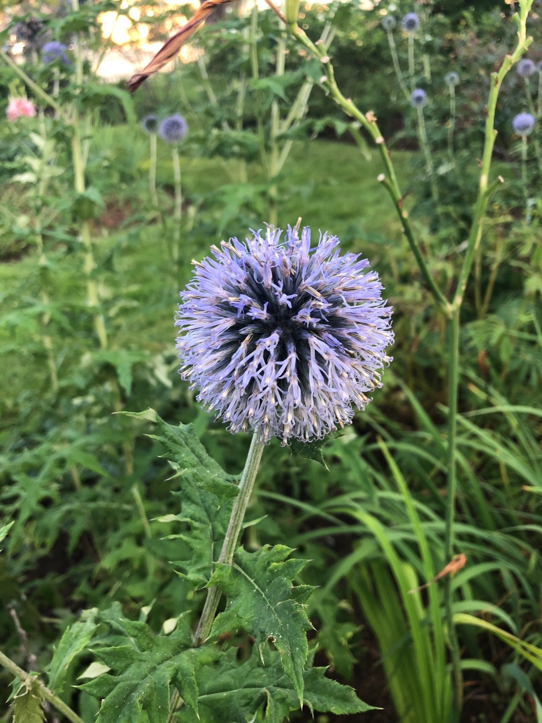 Echinops - PictureThis
