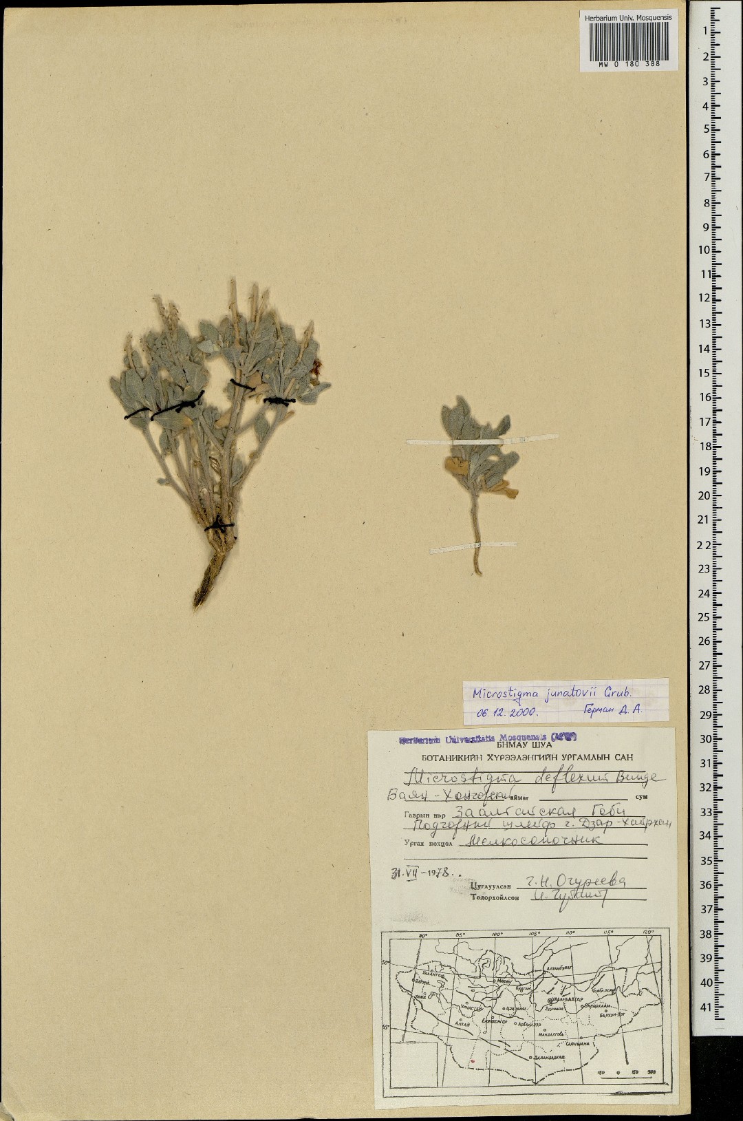 Microstigma brachycarpum - PictureThis