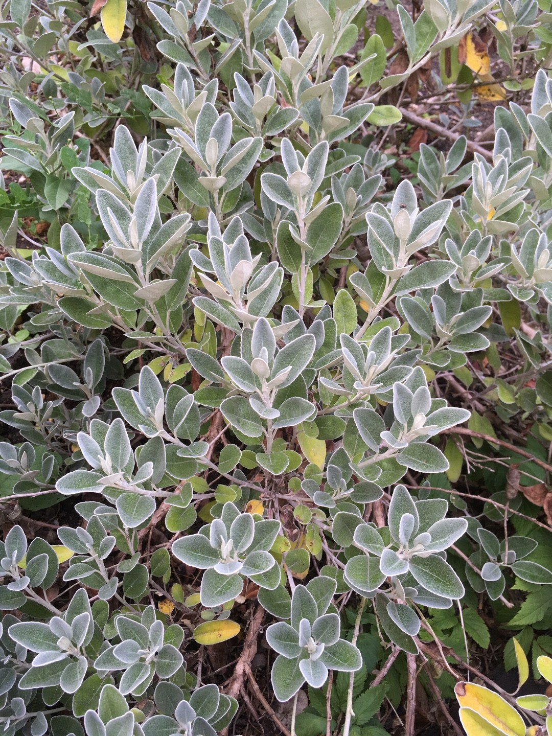 Brachyglottis - PictureThis