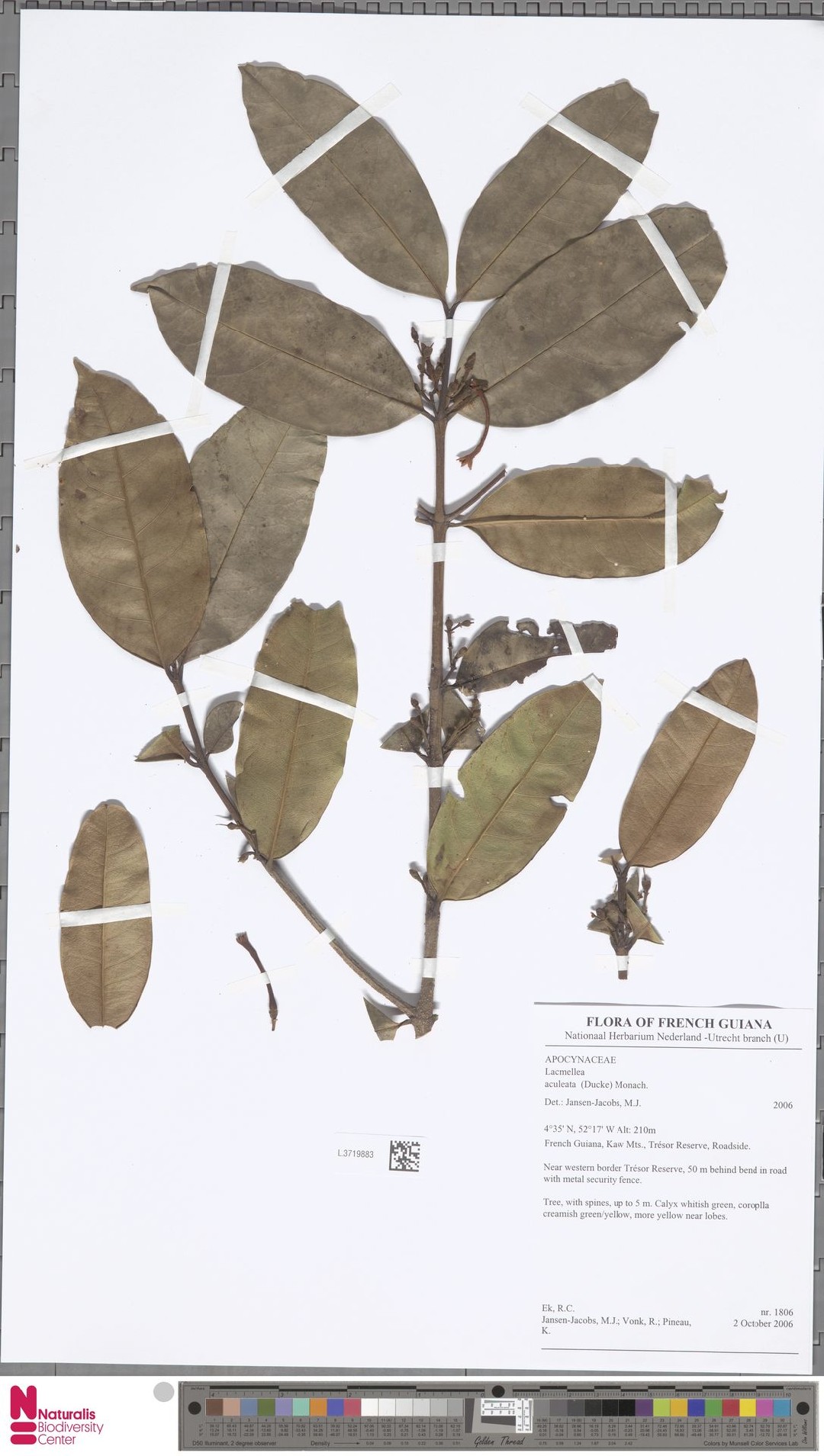 Lacmellea aculeata - PictureThis