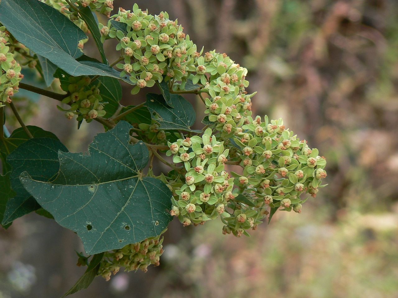 Kydia calycina - PictureThis