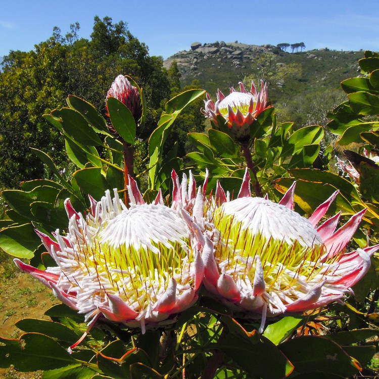 King protea Care (Watering, Fertilize, Pruning, Propagation) - PictureThis