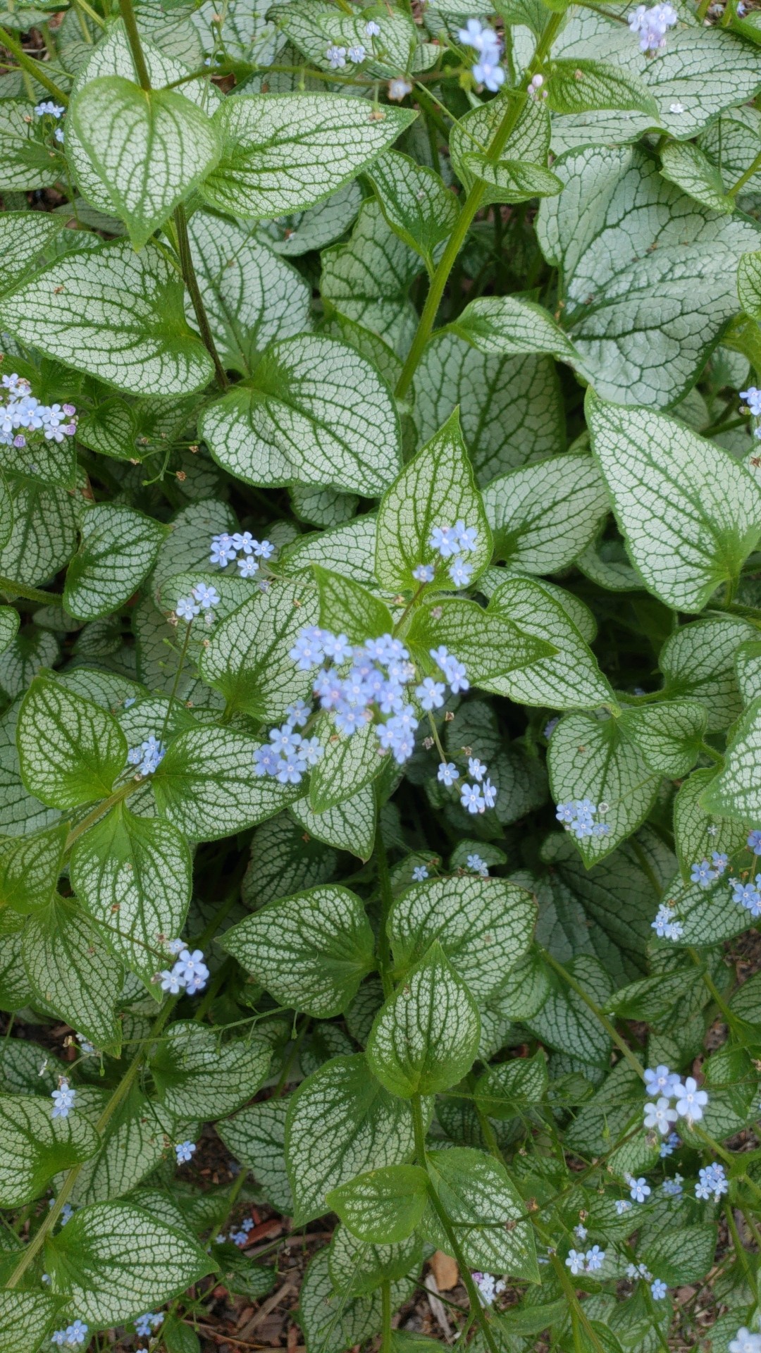 Brunnera Macrophylla Variegata