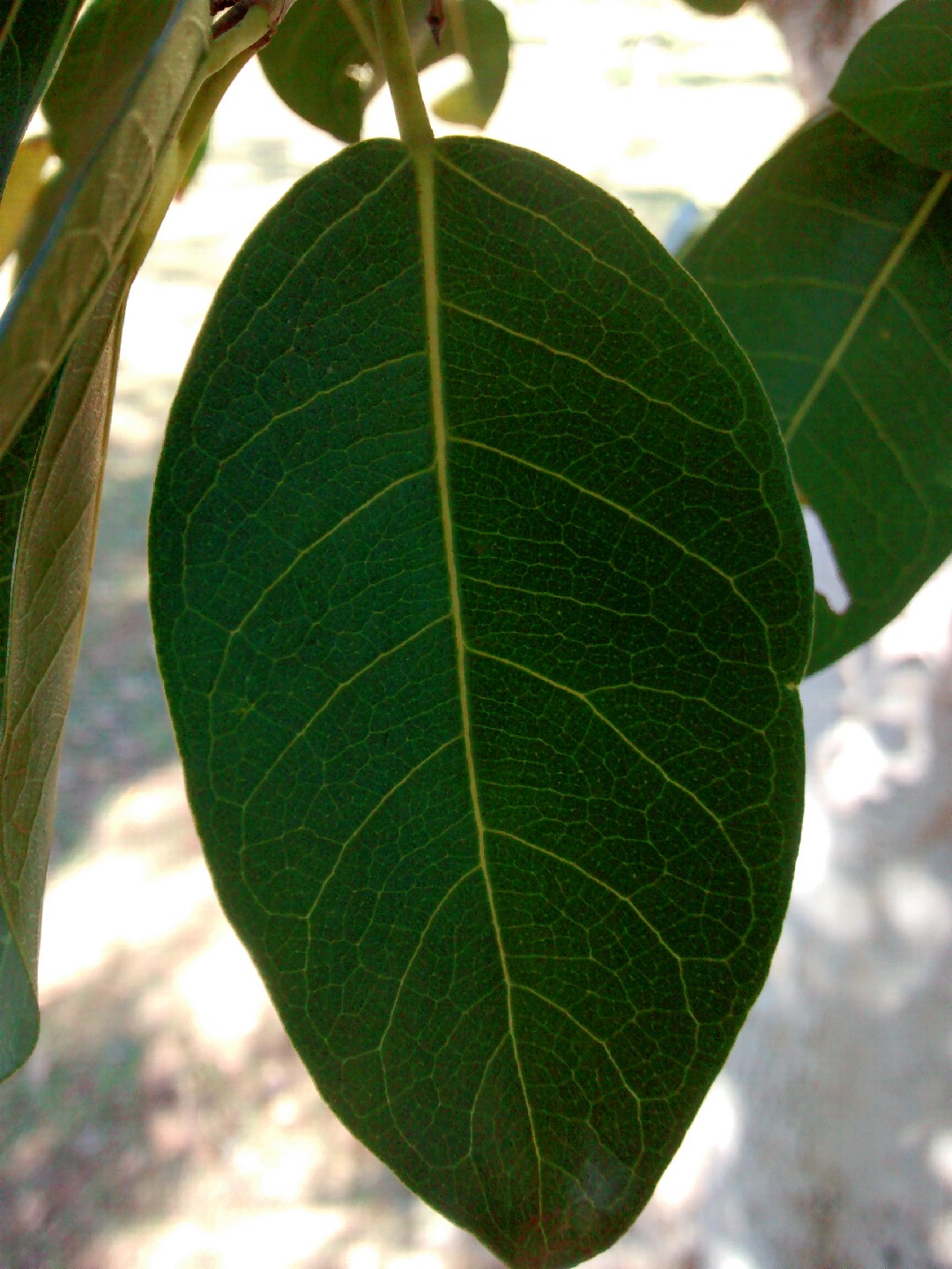 Ficus pertusa - PictureThis