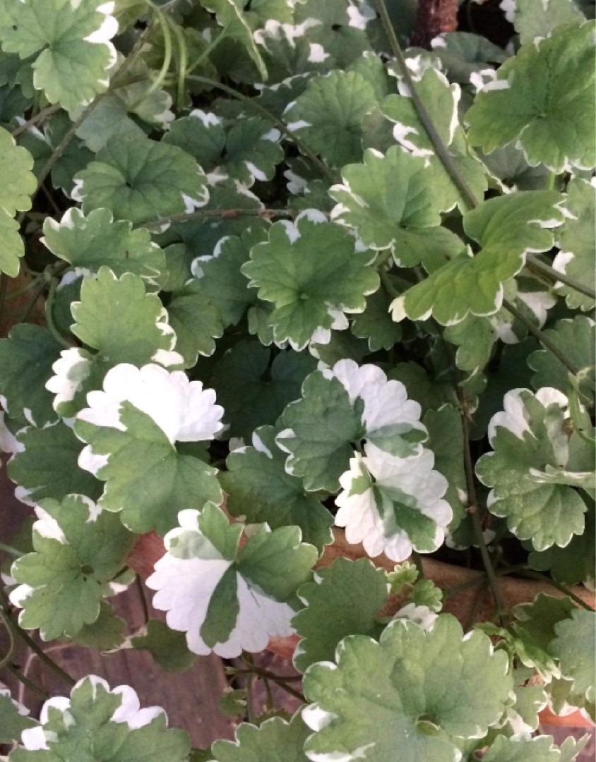 Glechoma hederacea 'Variegata' - PictureThis
