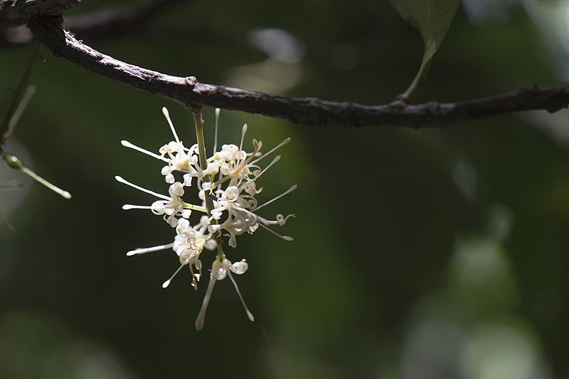 Redleaf helicia (Helicia cochinchinensis) Flower, Leaf, Care, Uses ...