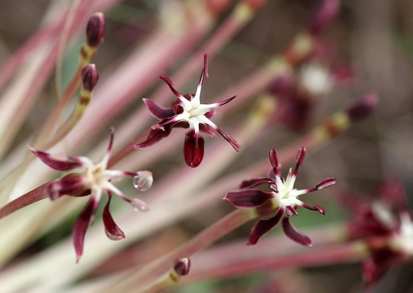 Crossyne guttata - PictureThis