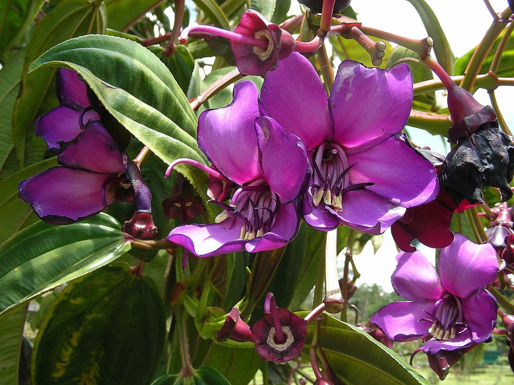 Meriania nobilis - PictureThis