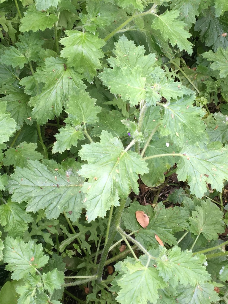Stinging phacelia (Phacelia malvifolia) Flower, Leaf, Care, Uses - PictureThis