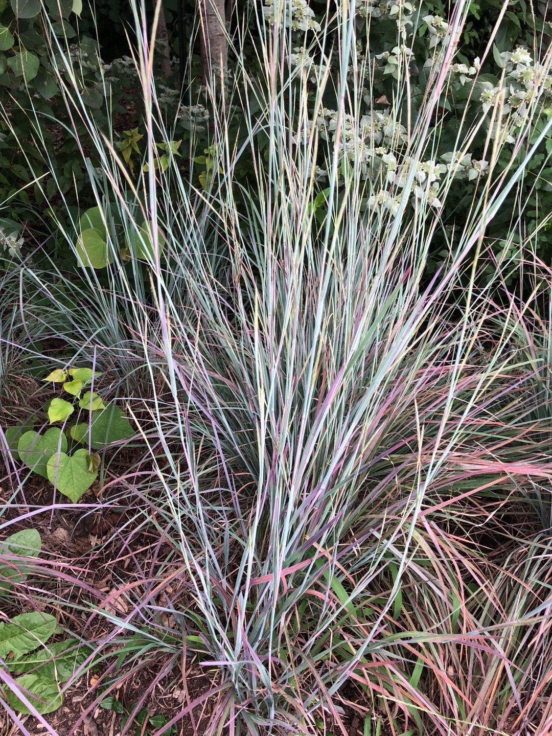 Bluestems Care (Watering, Fertilize, Pruning, Propagation) - PictureThis