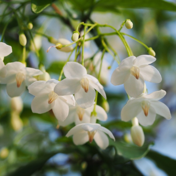 storaxes (Styrax) Flower, Leaf, Care, Uses - PictureThis