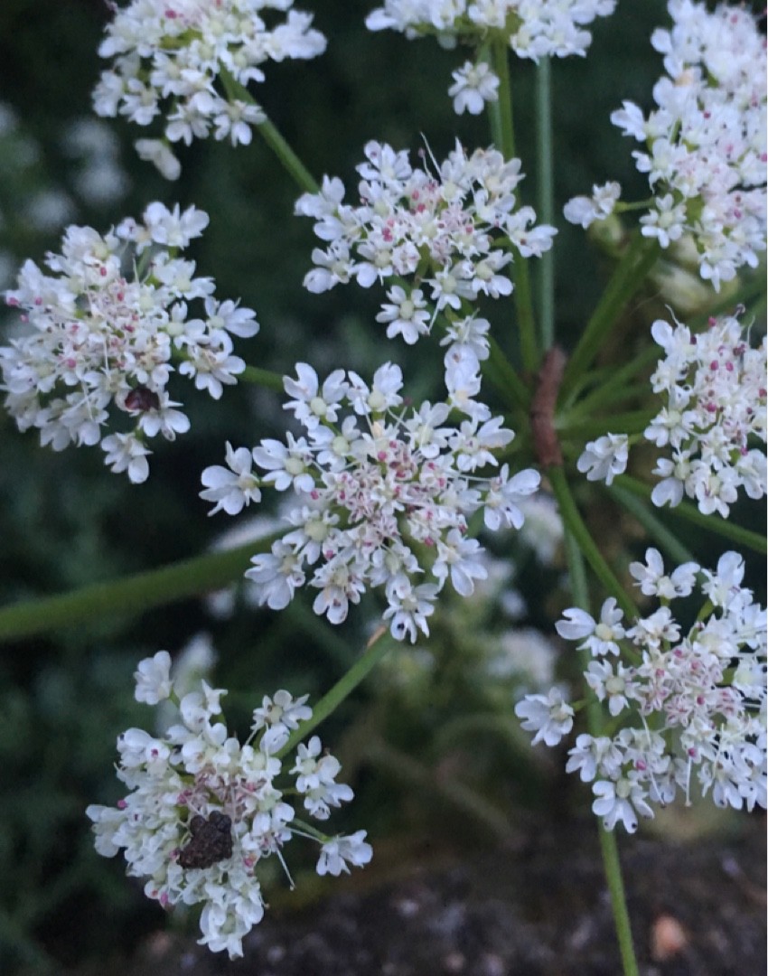 Oenanthe - PictureThis