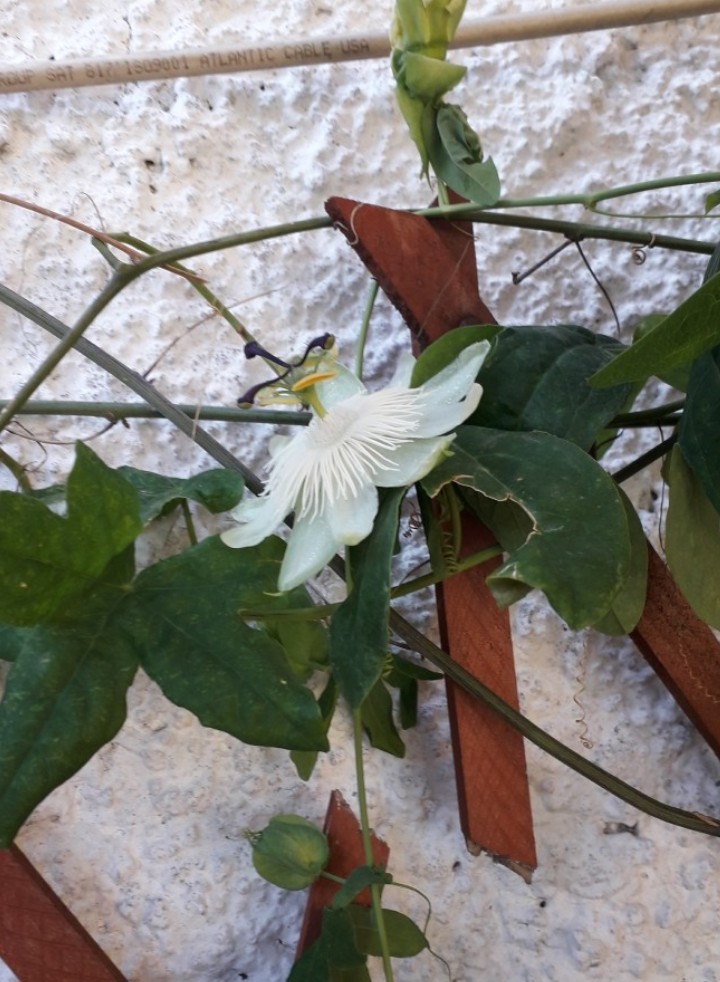 Passiflora 'White Wedding' - PictureThis