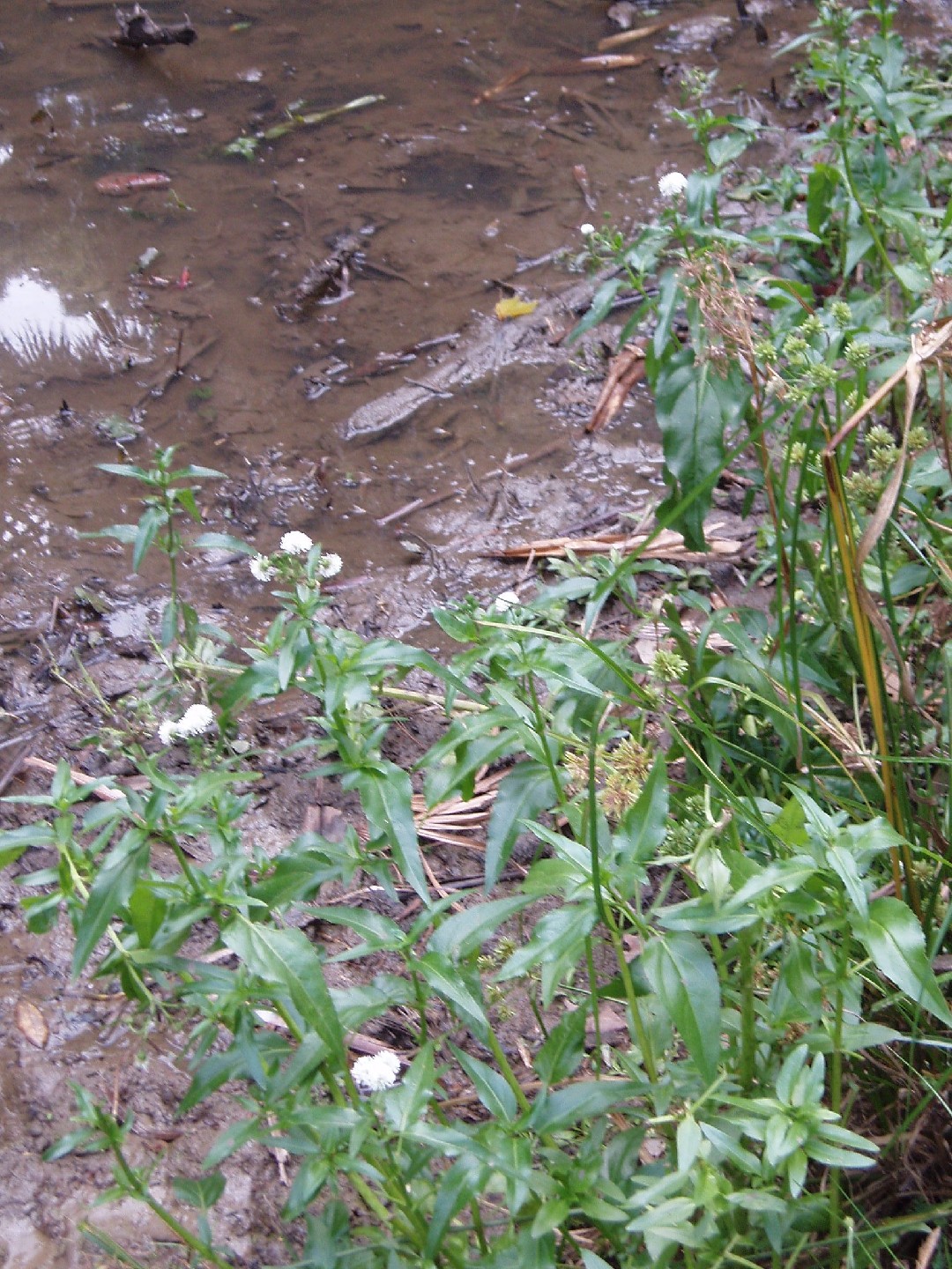 Gymnocoronis spilanthoides - PictureThis