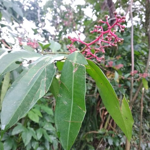Marlberry (Ardisia) Flower, Leaf, Care, Uses - PictureThis