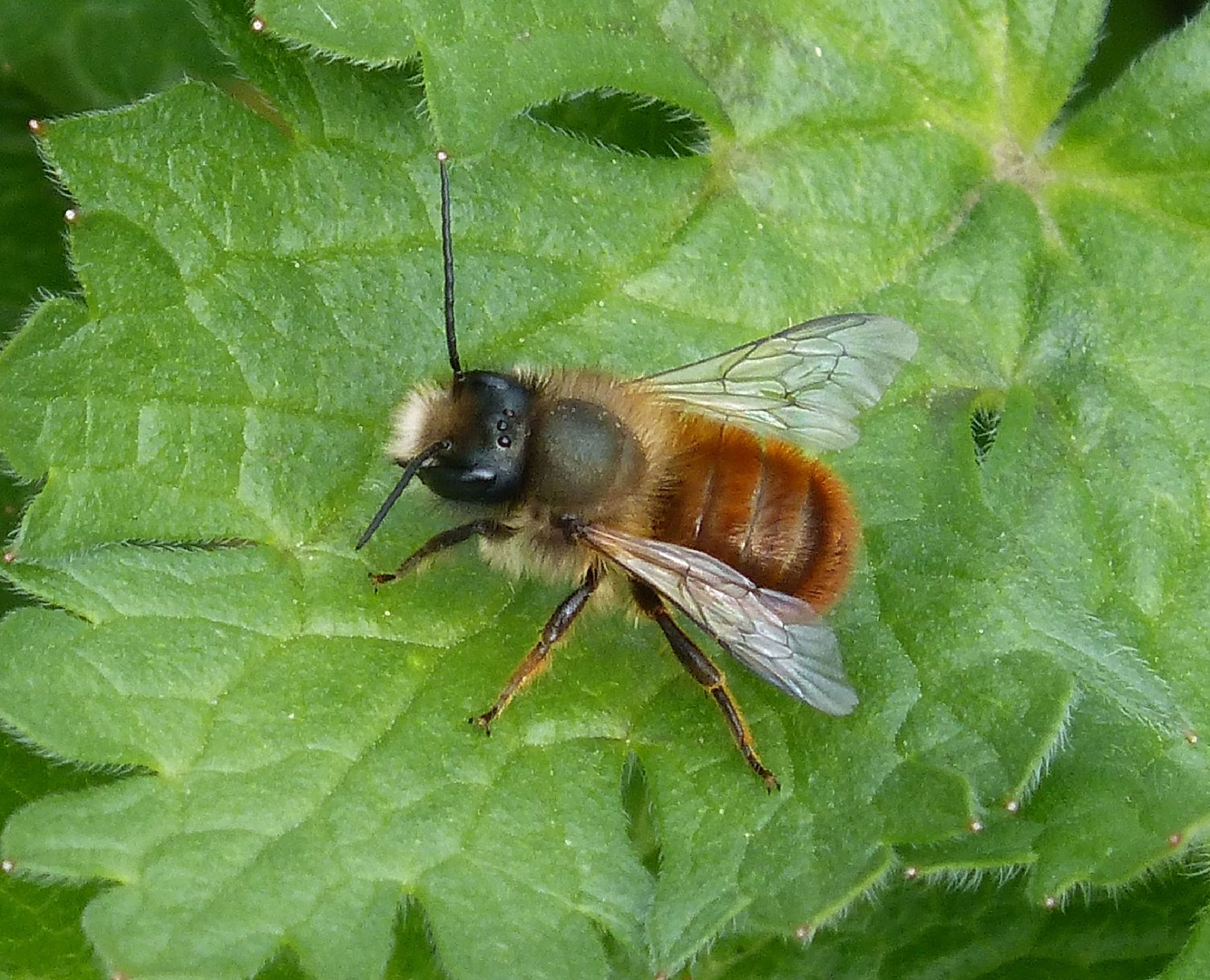 How to Pollinate Common bean? (Pollinators, Time Window, Enhance, and ...