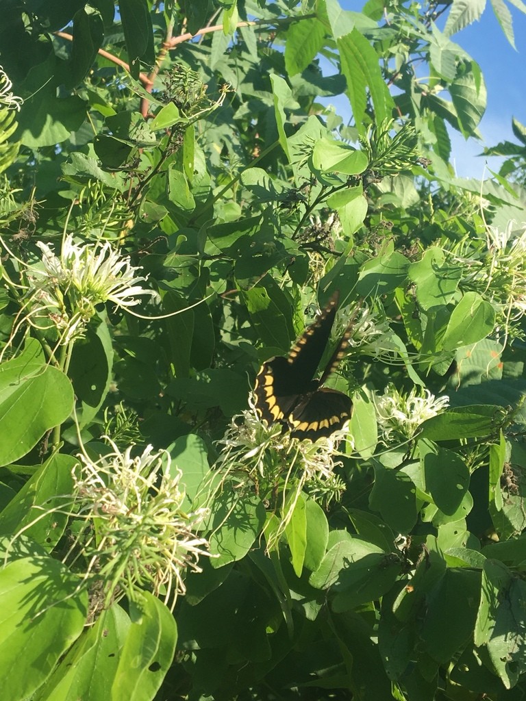 Mexican orchid tree (Bauhinia divaricata) Flower, Leaf, Care, Uses ...