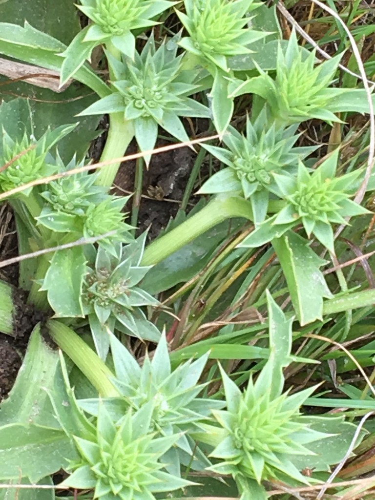 Eryngium Family at Wilda Talley blog