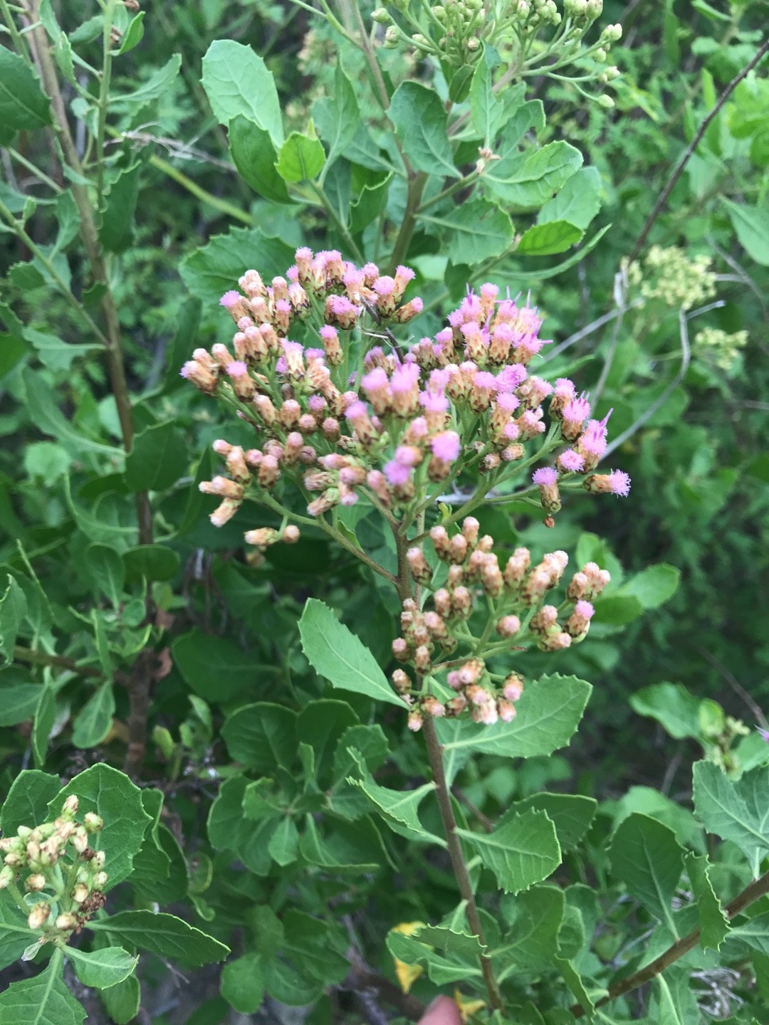 Indian fleabane (Pluchea indica) Flower, Leaf, Care, Uses - PictureThis
