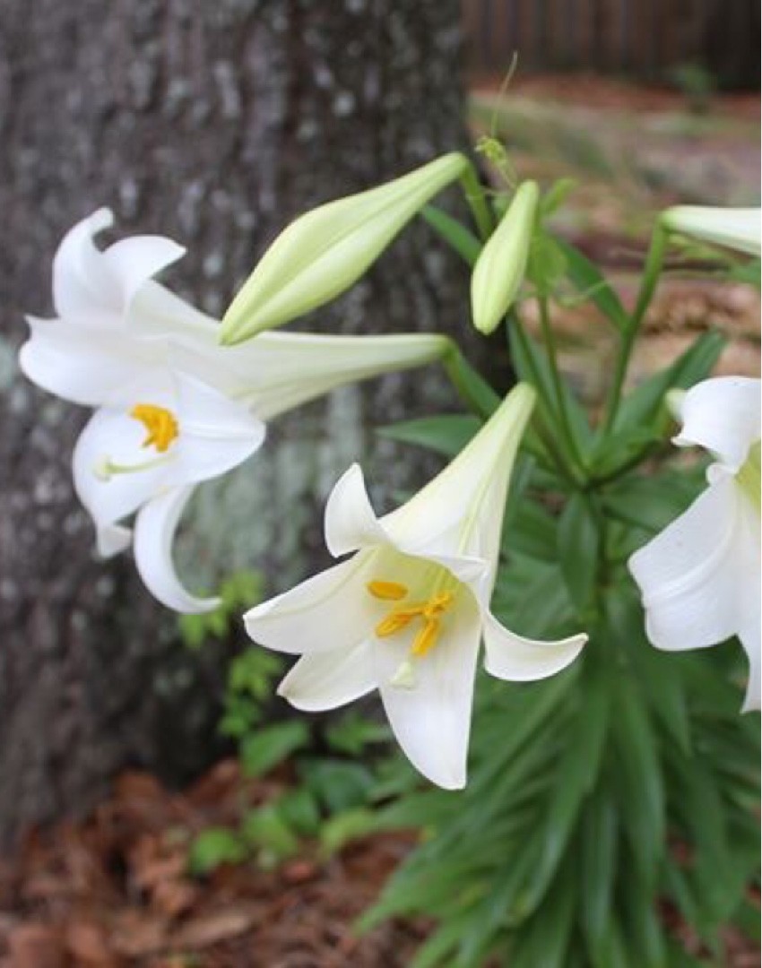 Lilien (Lilium) - PictureThis