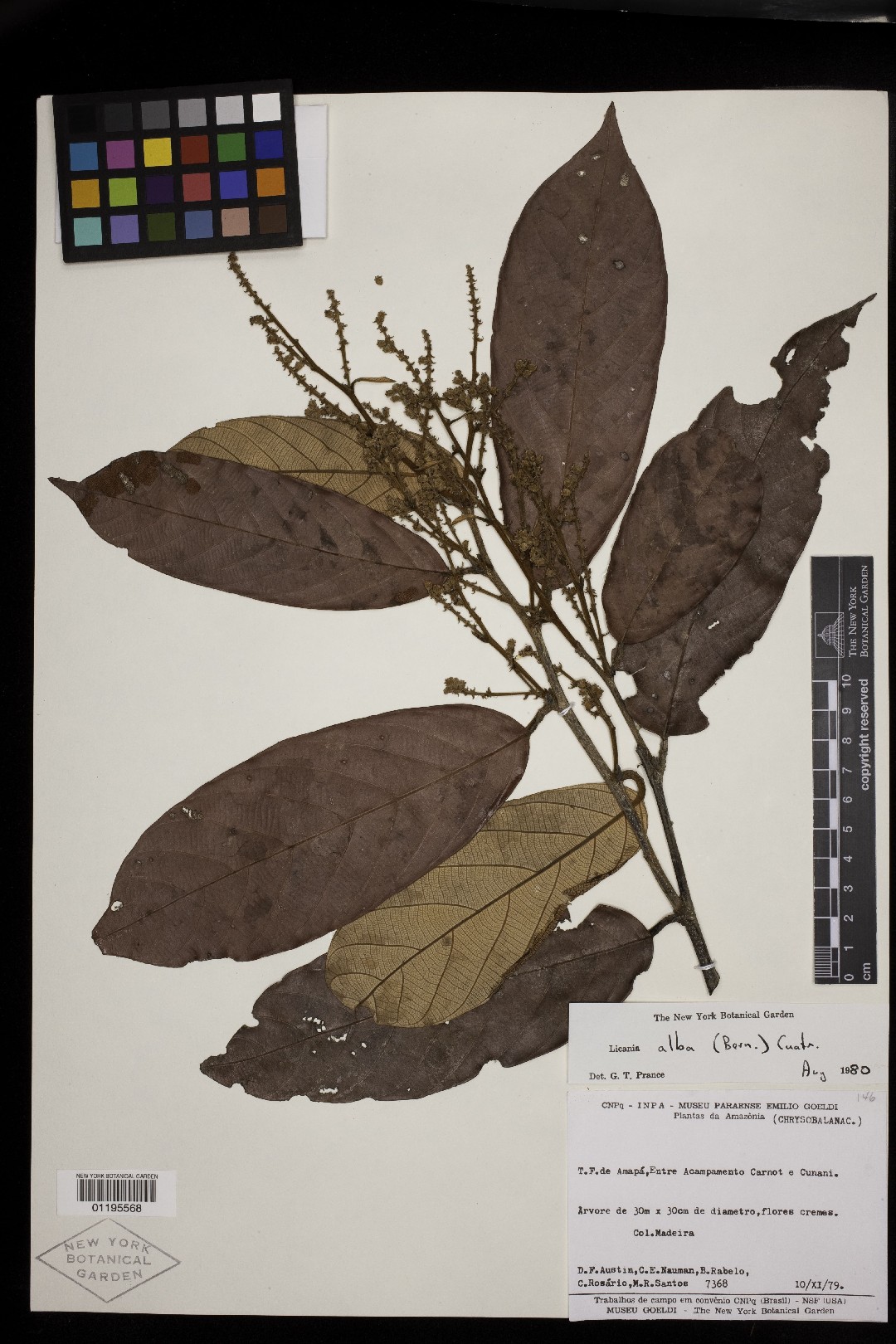 Cocoa-plum (Chrysobalanaceae) Flower, Leaf, Care, Uses - PictureThis