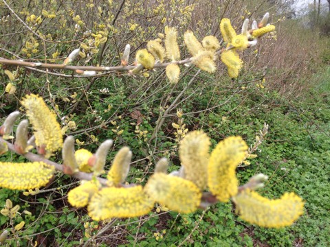 Willows (Salix) Flower, Leaf, Care, Uses - PictureThis