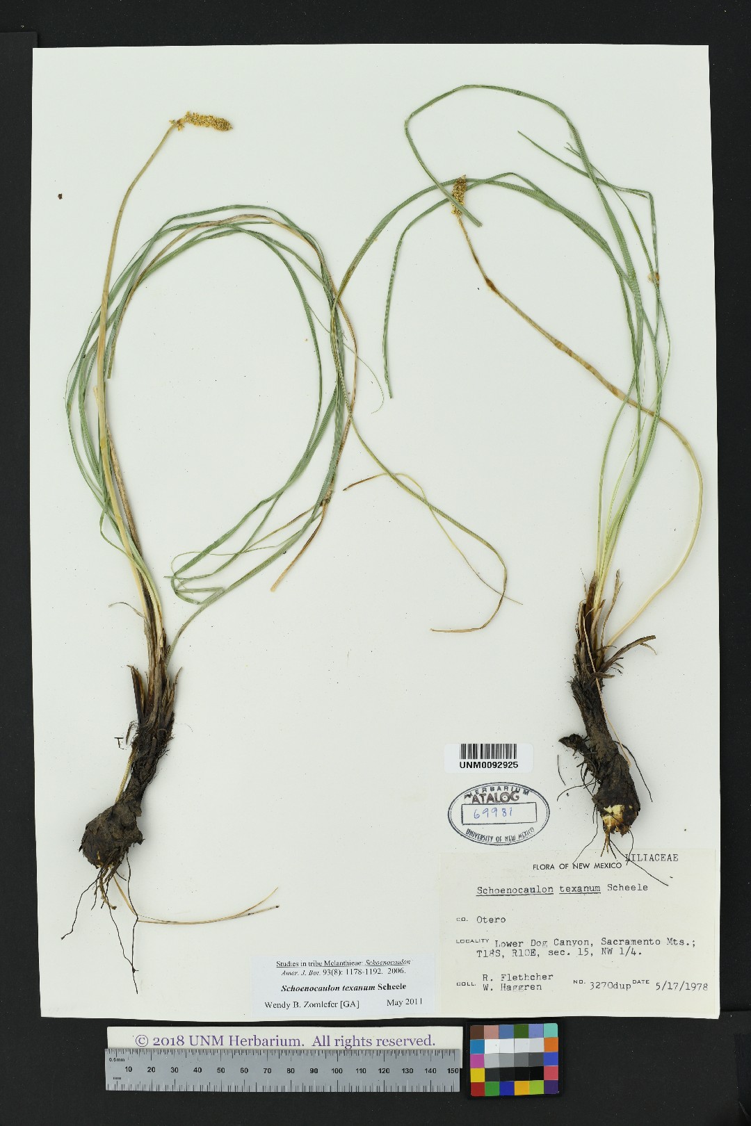 Texas feather-shank (Schoenocaulon texanum) Flower, Leaf, Care, Uses ...