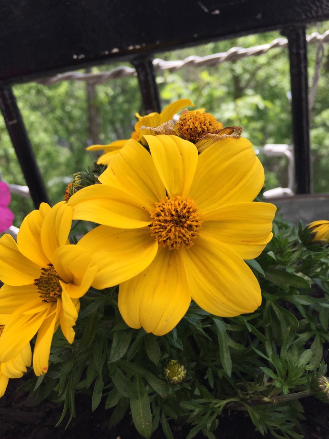 Mirasol de agua (Bidens laevis) - PictureThis