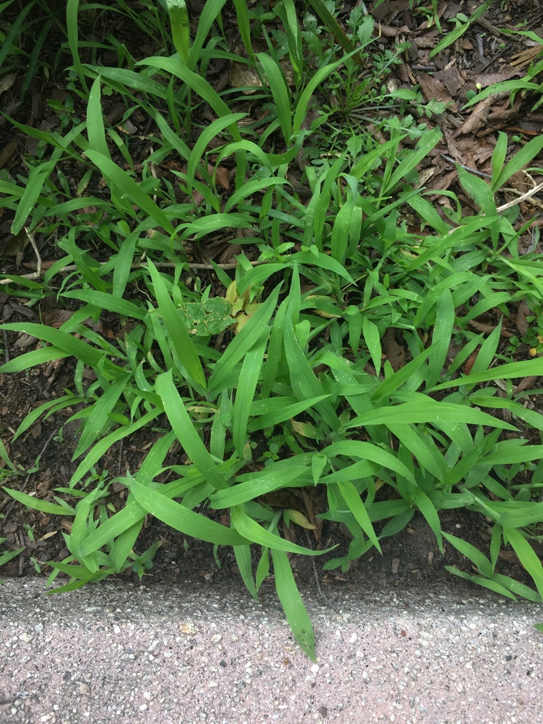 Whitegrass (Leersia virginica) Flower, Leaf, Care, Uses - PictureThis