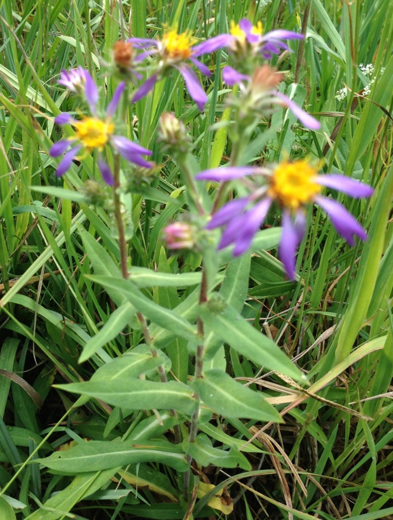 Eurybia Flower, Leaf, Care, Uses - PictureThis