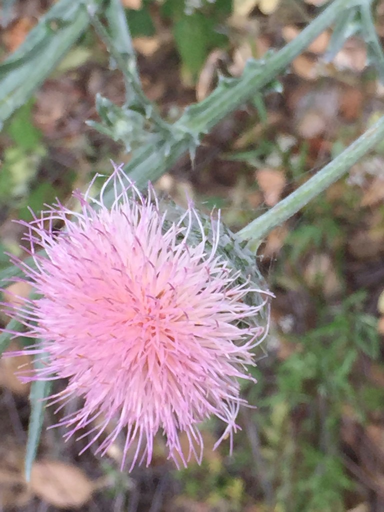 Thistles Care (Watering, Fertilize, Pruning, Propagation) - PictureThis