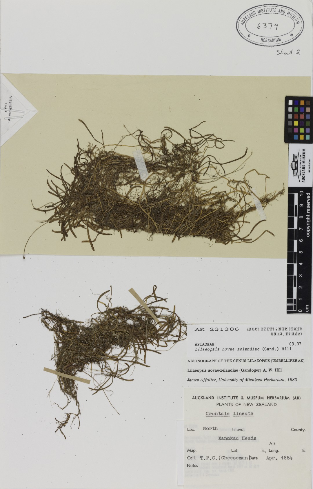 Lilaeopsis novae-zelandiae - PictureThis