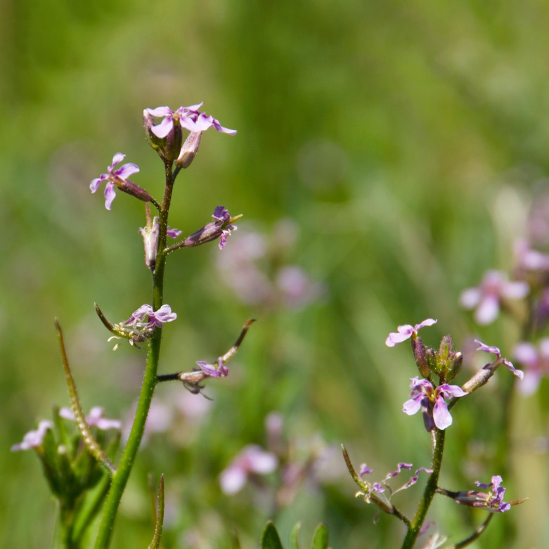 Chorispora Flower, Leaf, Care, Uses - PictureThis