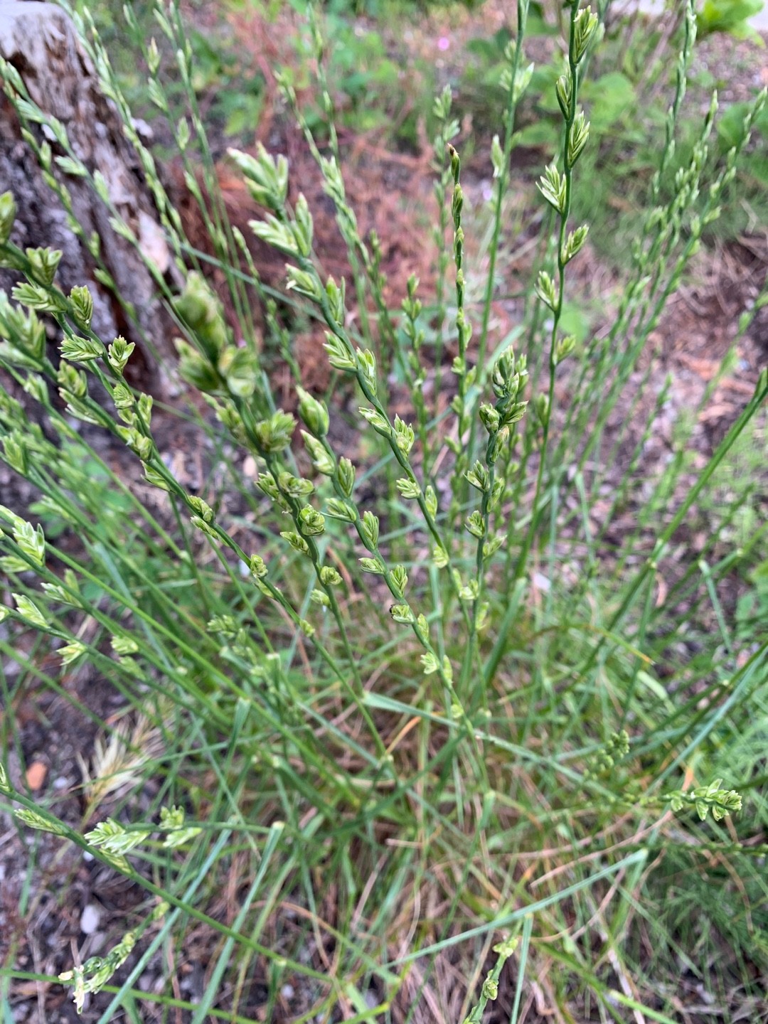 Ray-grass d'italie (Lolium multiflorum) - PictureThis