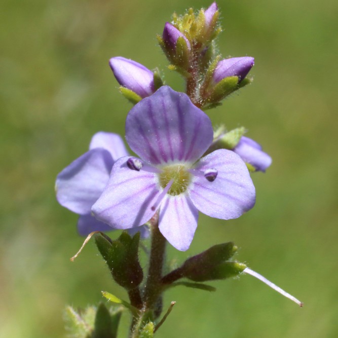 Hierba de la triaca (Veronica officinalis) - PictureThis