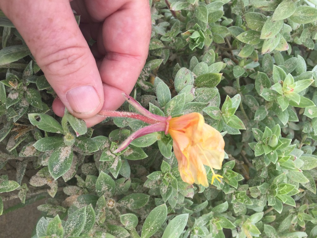 Beach evening primrose (Oenothera drummondii) Flower, Leaf, Care, Uses ...