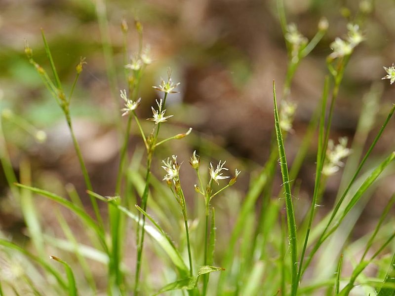 Luzula plumosa - PictureThis