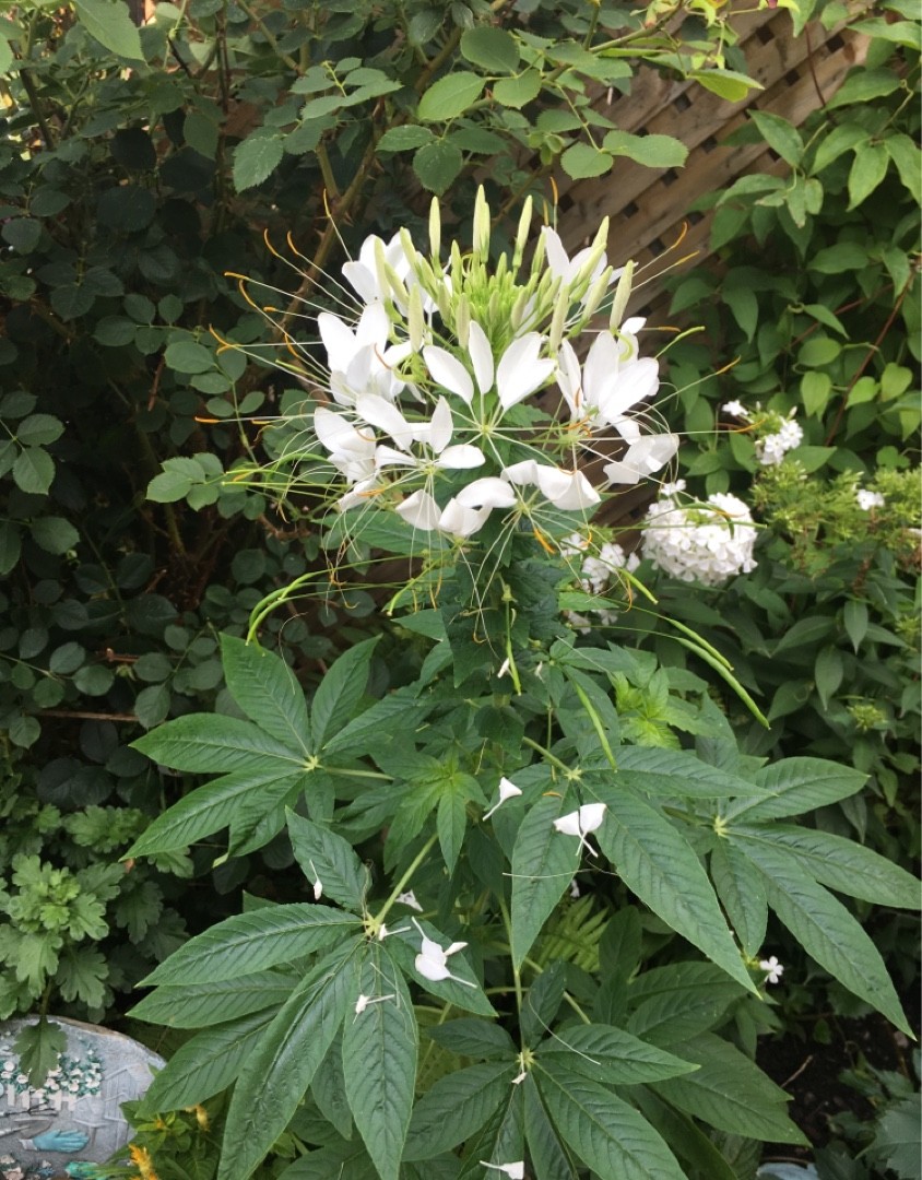 Cleome hassleriana 'Helen Campbell' - PictureThis